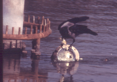 Speculative Evolution -> Sapient Corvids